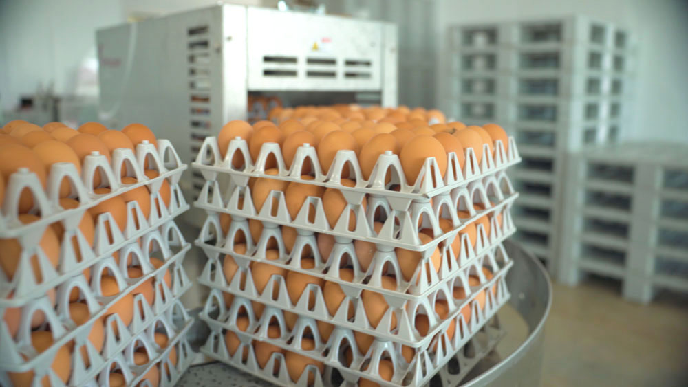 Gallery | Southern Poultry Solutions
