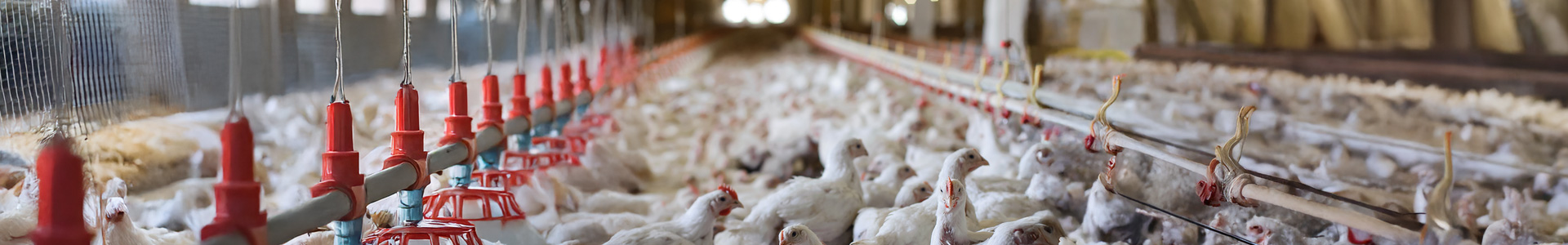 Poultry Barn Services | Southern Poultry Solutions